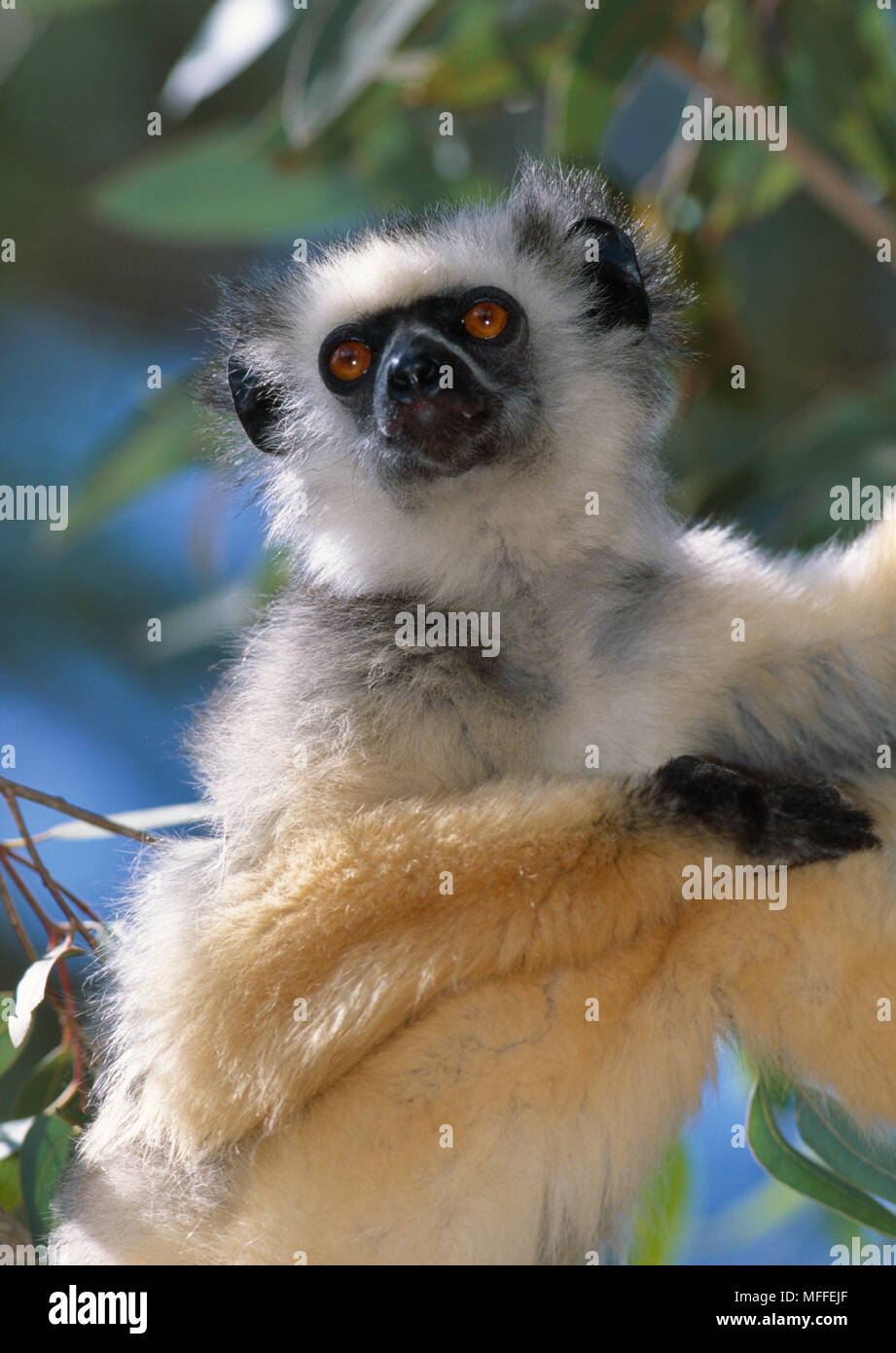 DIADEMED SIFAKA in tree Propithecus diadema diadema Madagascar ...