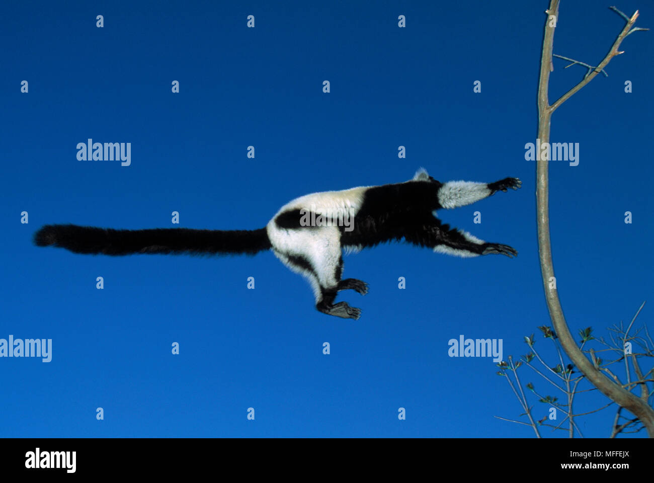 BLACK AND WHITE RUFFED LEMUR Varecia variegata variegata leaping ...