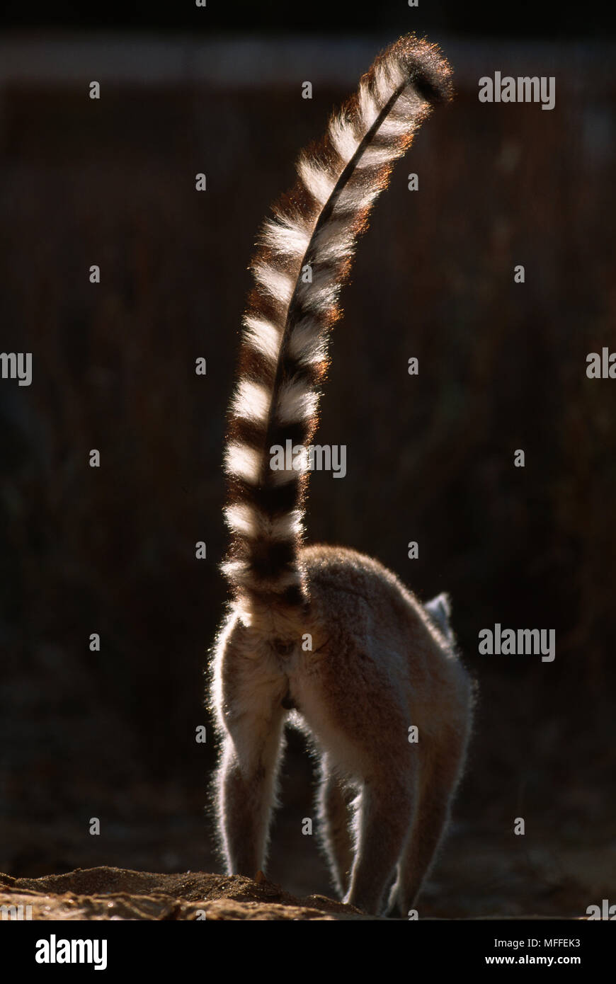 RING-TAILED LEMUR Lemur catta rear view, showing tail Madagascar ...