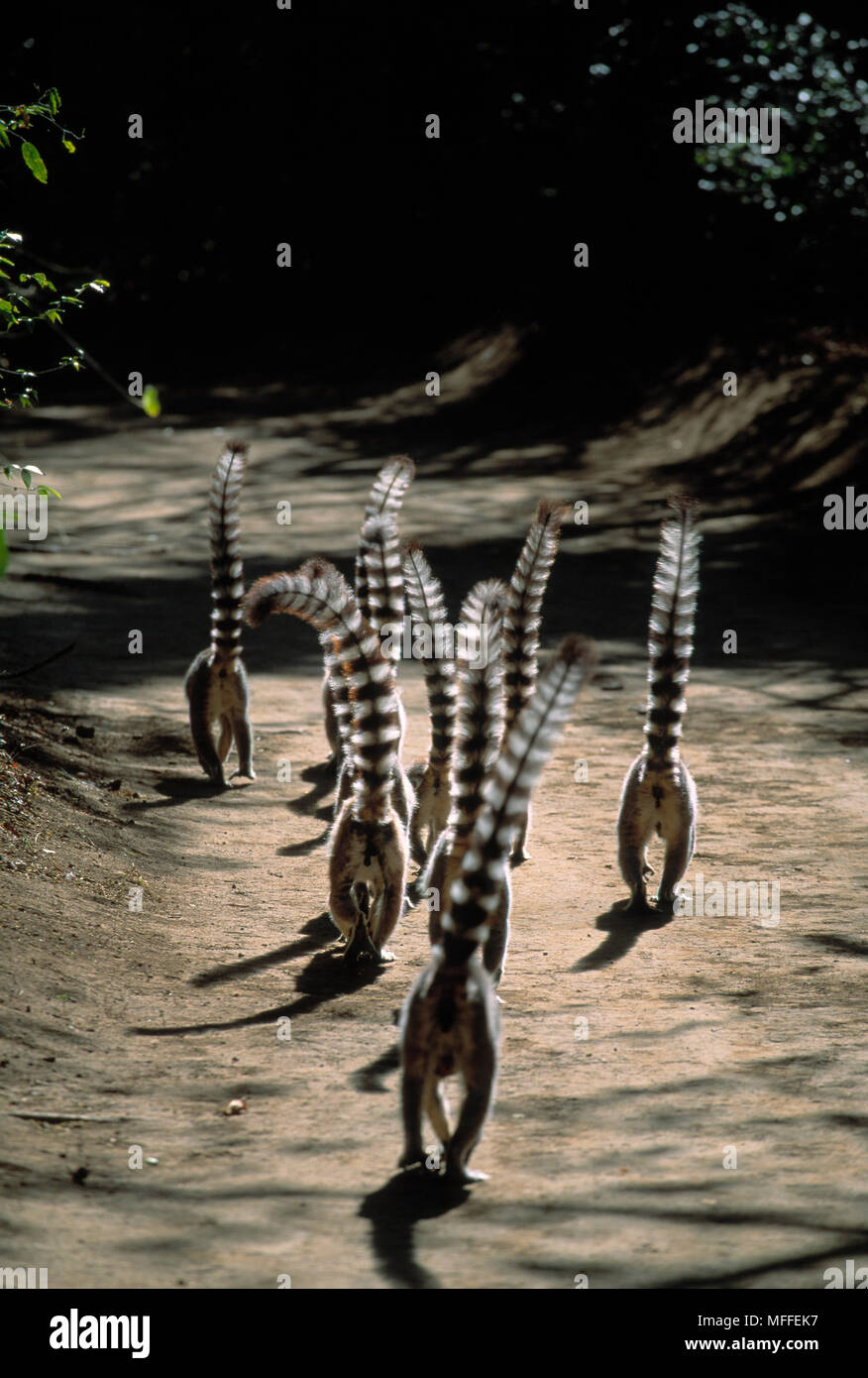 RING-TAILED LEMUR Lemur catta group walking on sandy track, Madagascar ...