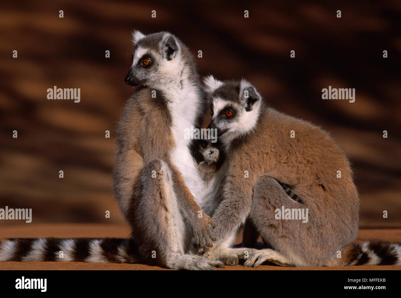 RING-TAILED LEMURS Lemur catta two females with babies Madagascar ...