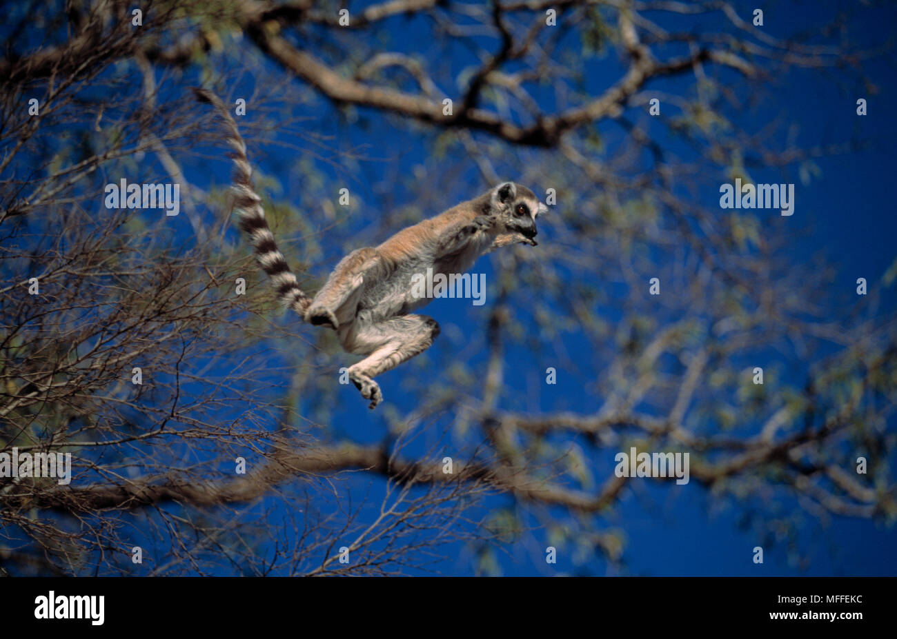 Madagascar Lemur Jumping