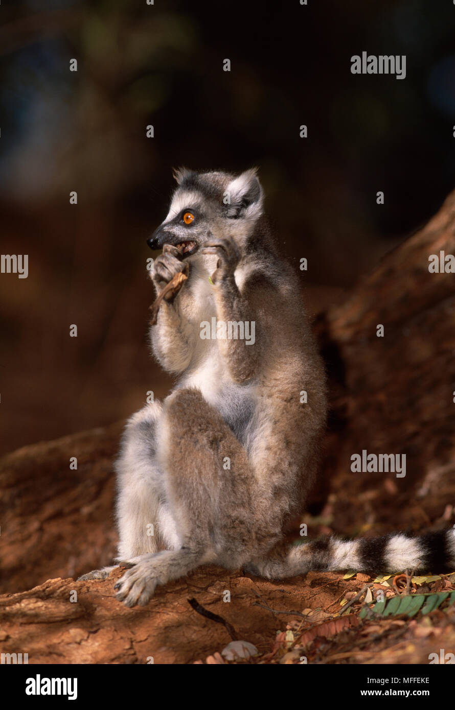 RING-TAILED LEMUR feeding Lemur catta on fruit. Madagascar Endangered ...