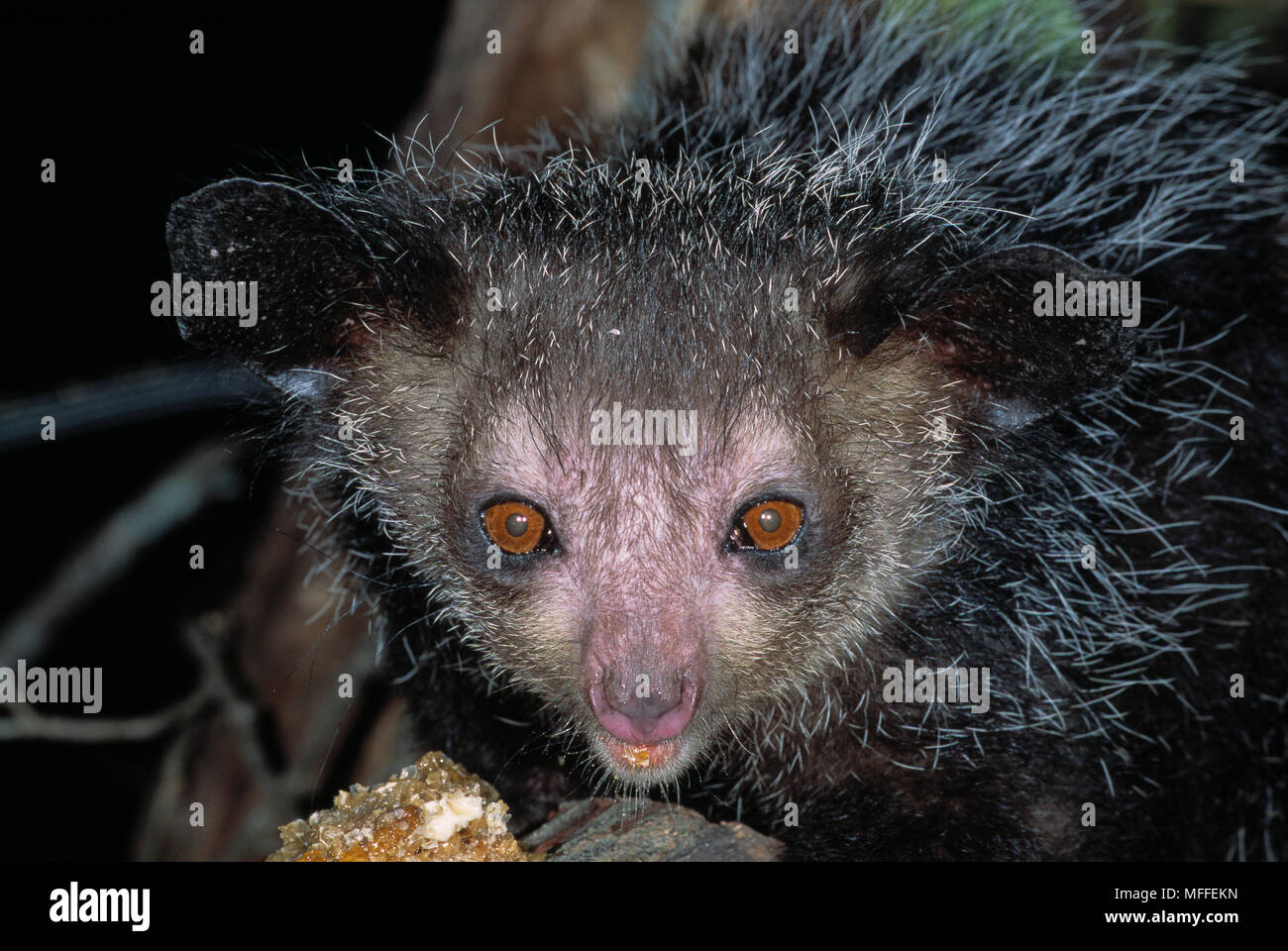 Daubentonia Madagascariensis