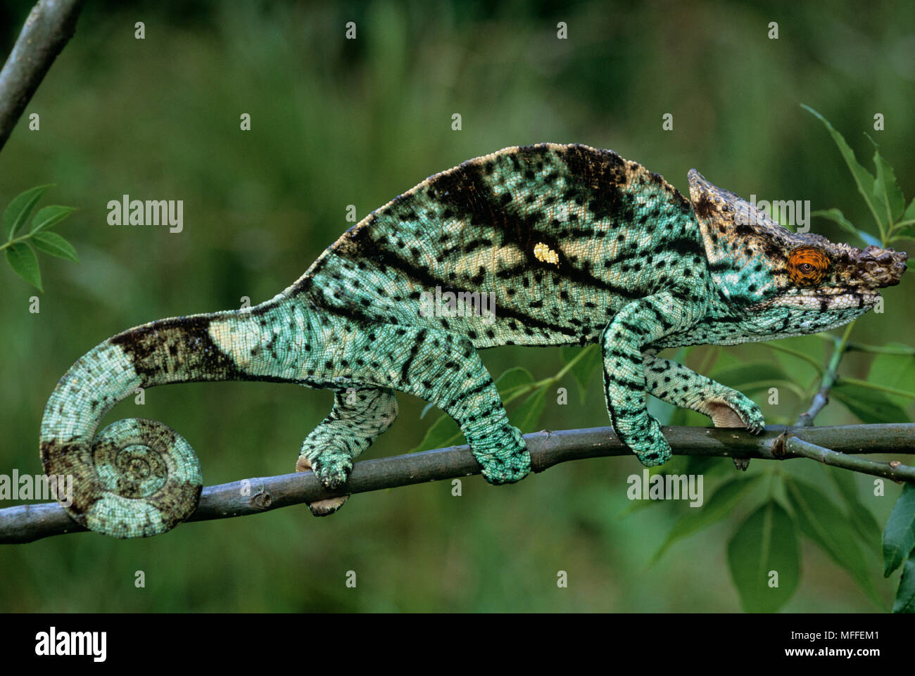 PARSON'S CHAMELEON male Chamaeleo parsonii (males are usually more ...