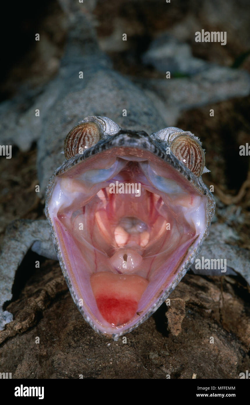 MANGABE LEAF-TAILED GECKO Uroplatus fimbriatus mouth opened in threat ...