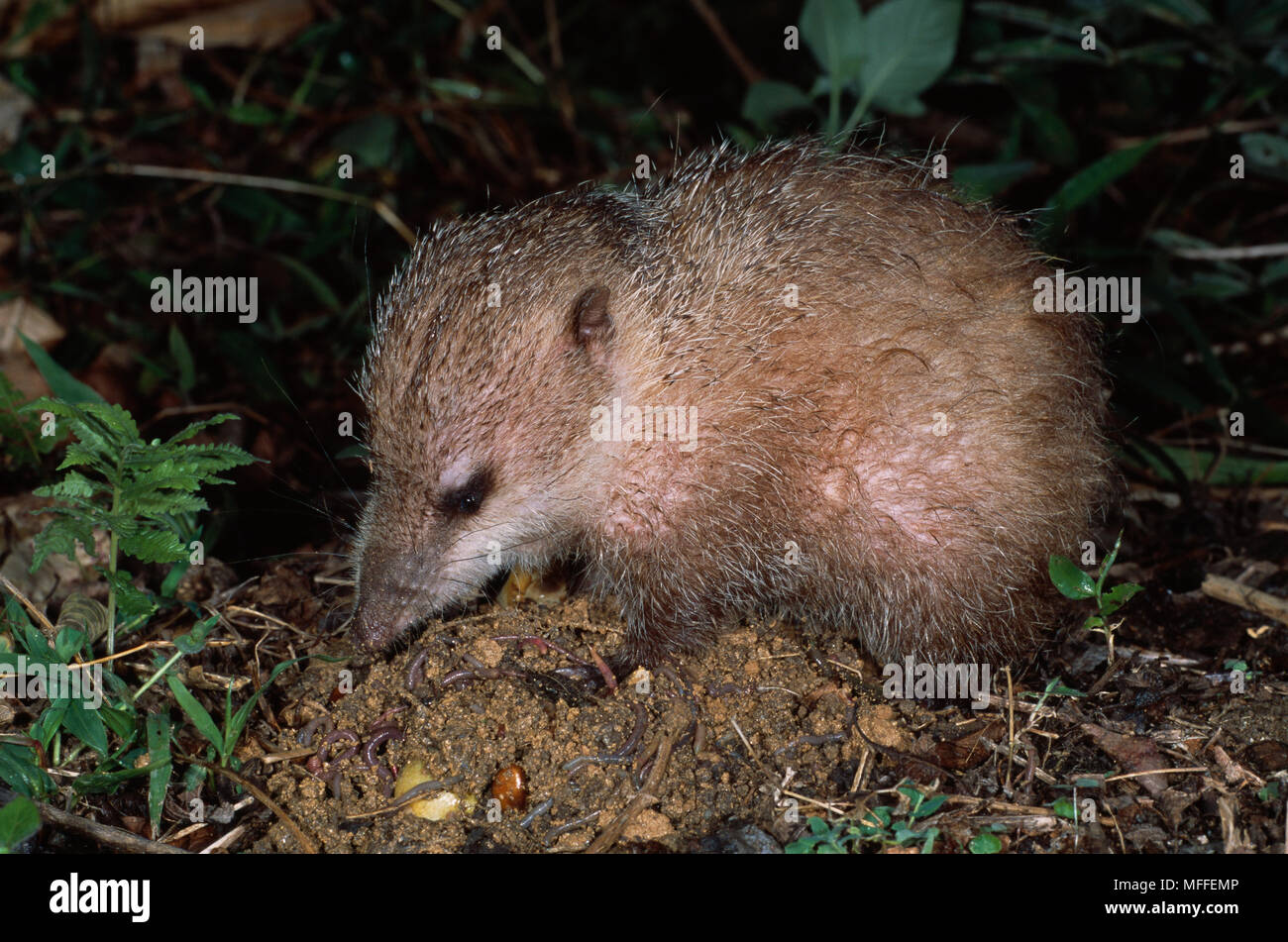 COMMON TENREC foraging Tenrec ecaudatus for insects & earthworms ...