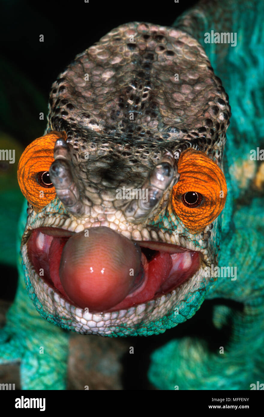 Ugly lizards hi-res stock photography and images - Alamy
