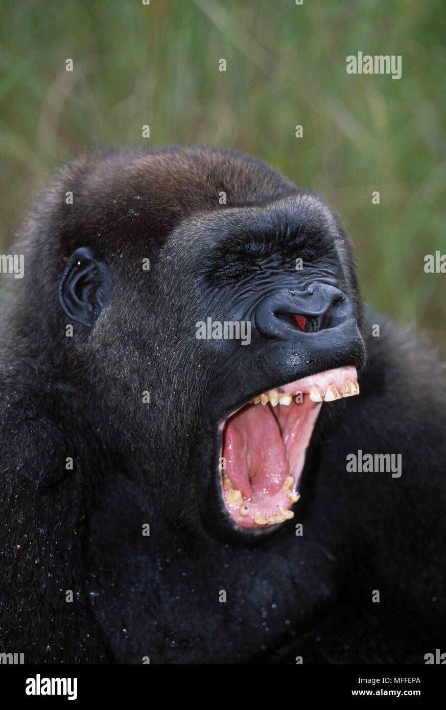 WESTERN LOWLAND GORILLA yawning Gorilla gorilla gorilla Project ...