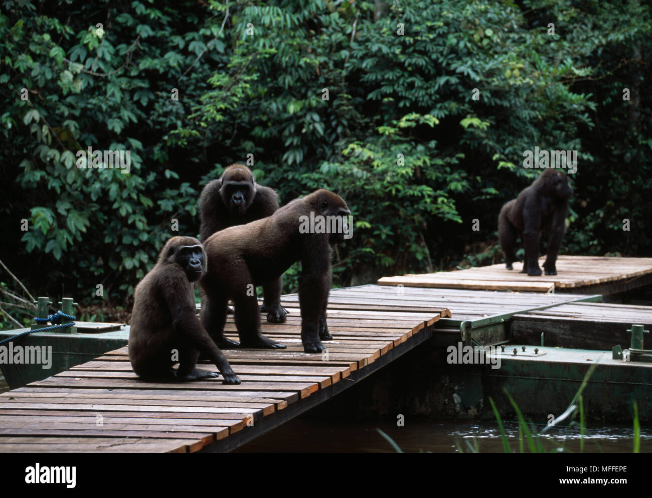 WESTERN LOWLAND GORILLAS Gorilla gorilla gorilla Project Protection des ...