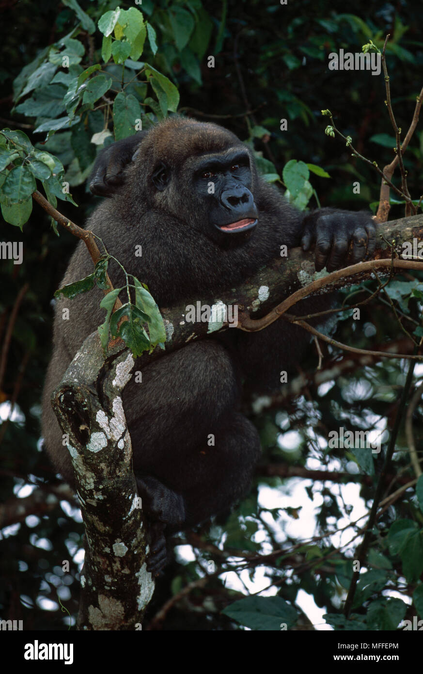 WESTERN LOWLAND GORILLA Gorilla gorilla gorilla Project Protection des ...