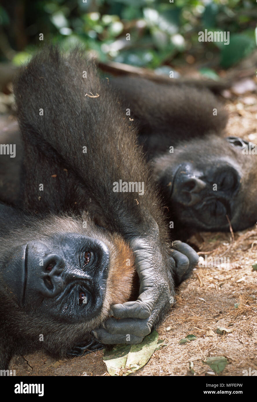 WESTERN LOWLAND GORILLAS Gorilla gorilla gorilla Project Protection des ...