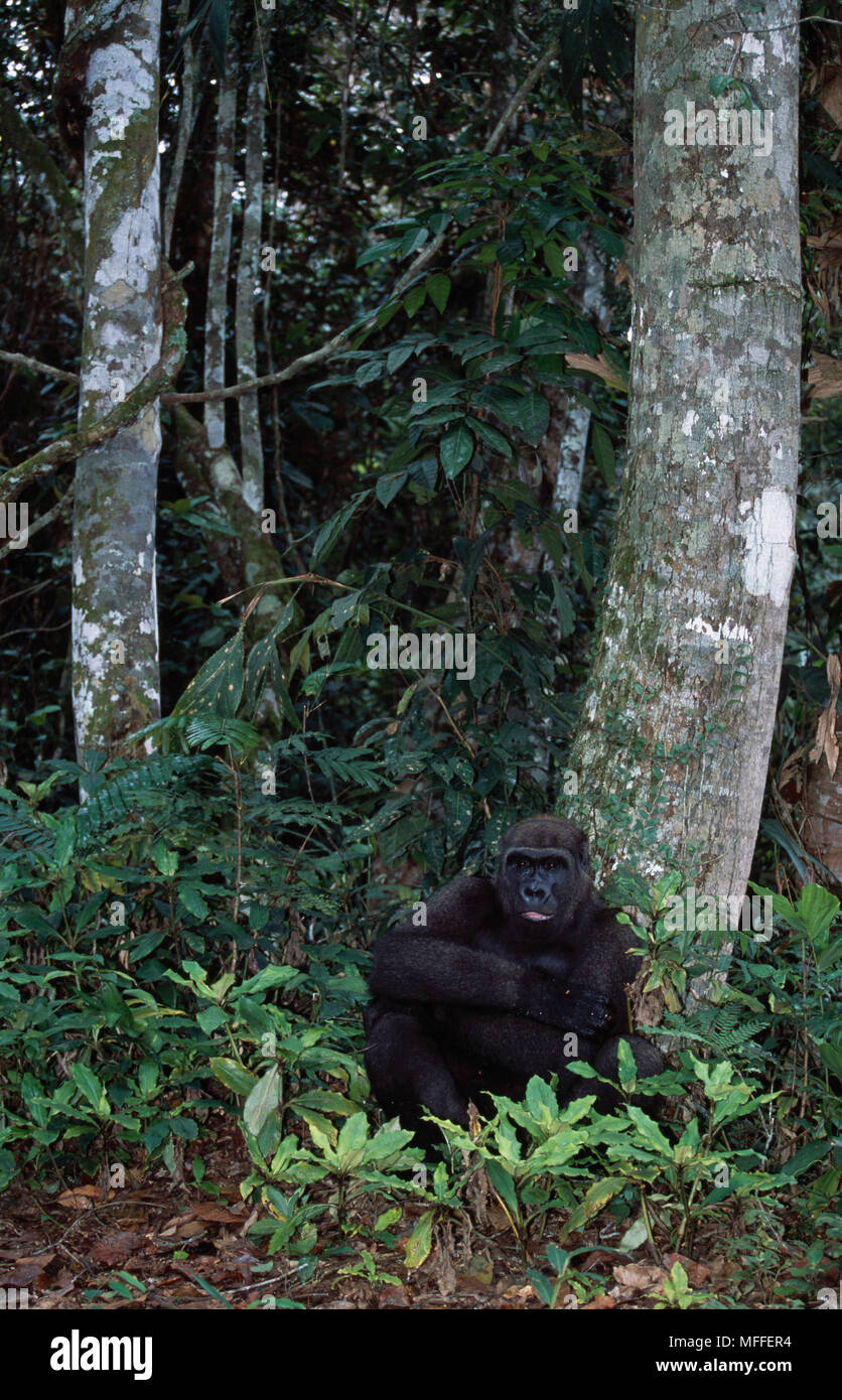 Rainforests central west africa hi-res stock photography and images - Alamy