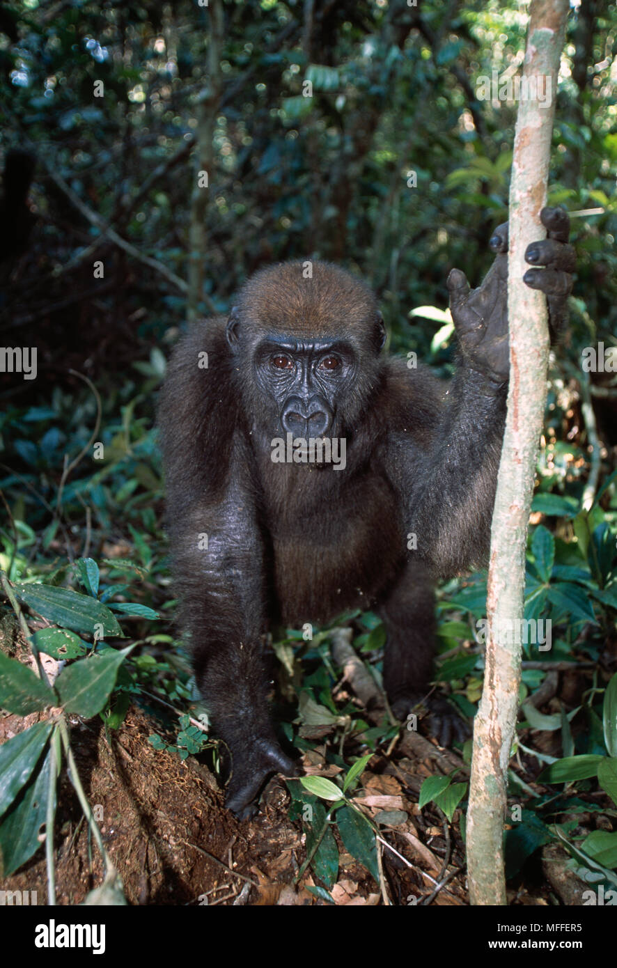 WESTERN LOWLAND GORILLA Gorilla gorilla gorilla Project Protection des ...