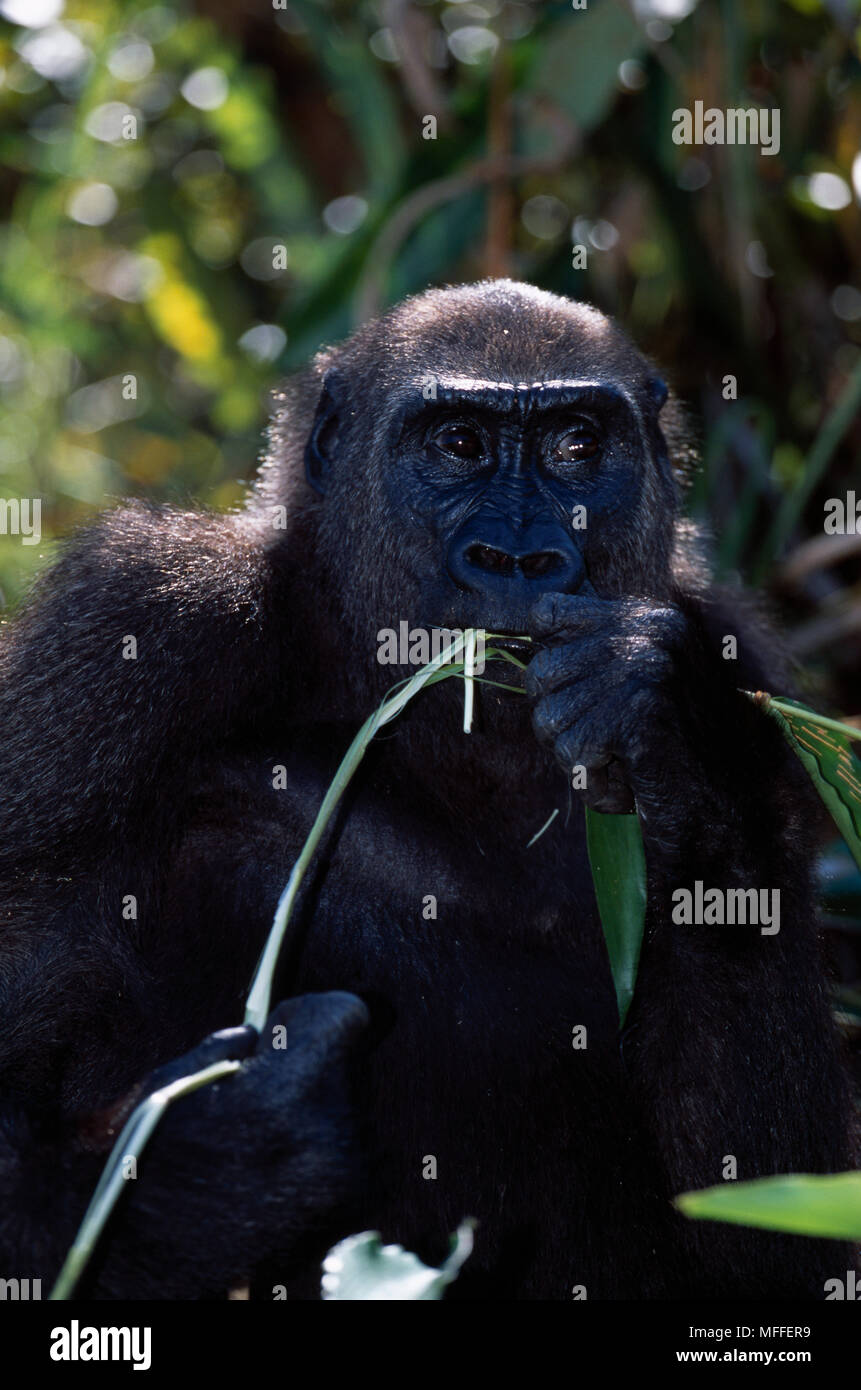 WESTERN LOWLAND GORILLA eating Gorilla gorilla gorilla Project ...