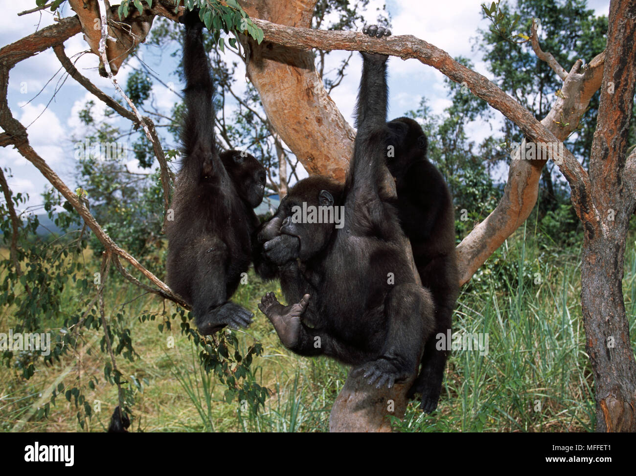 WESTERN LOWLAND GORILLAS playing Gorilla gorilla gorilla Project ...