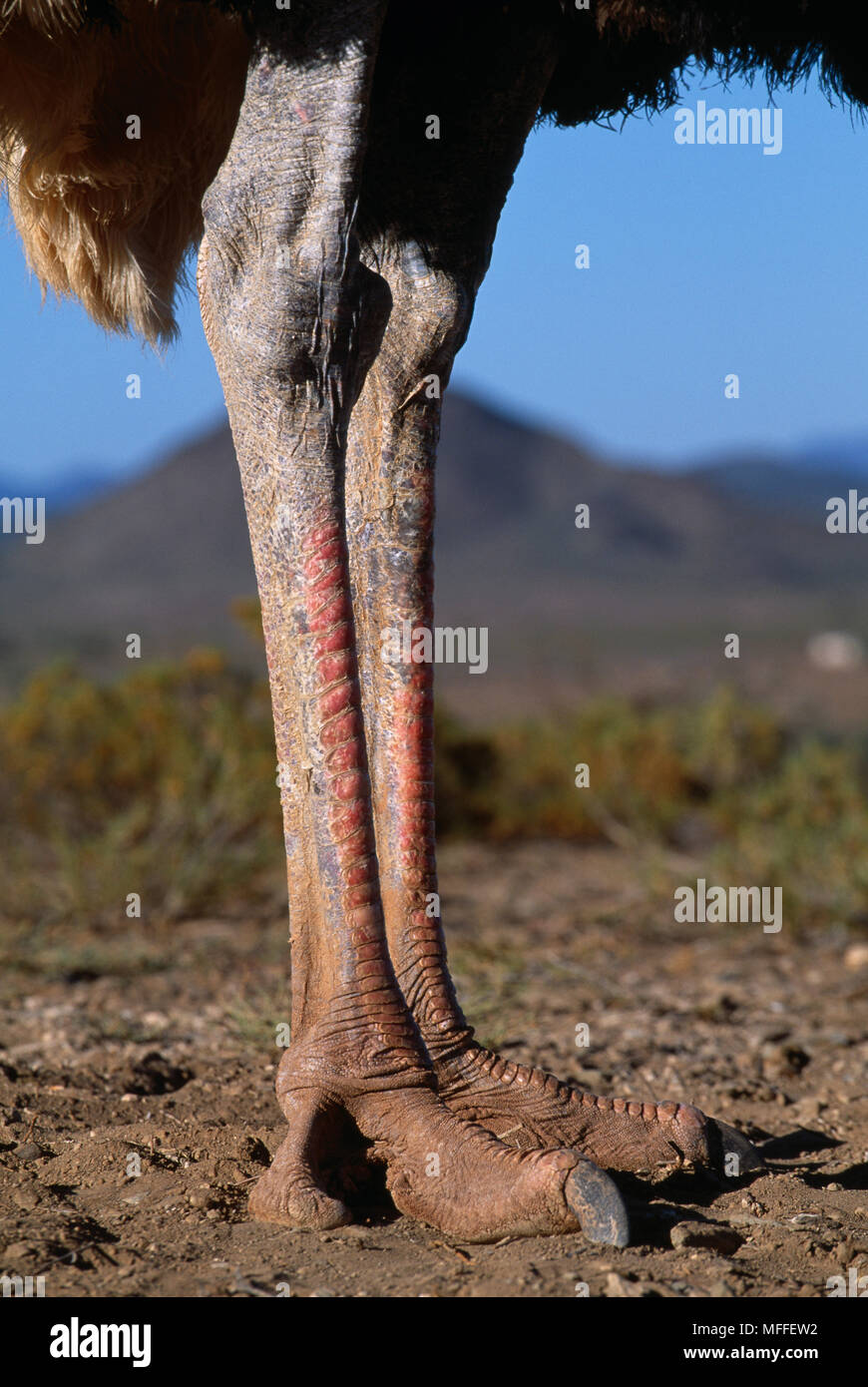 OSTRICH close-up of feet Struthio camelus Africa Stock Photo - Alamy