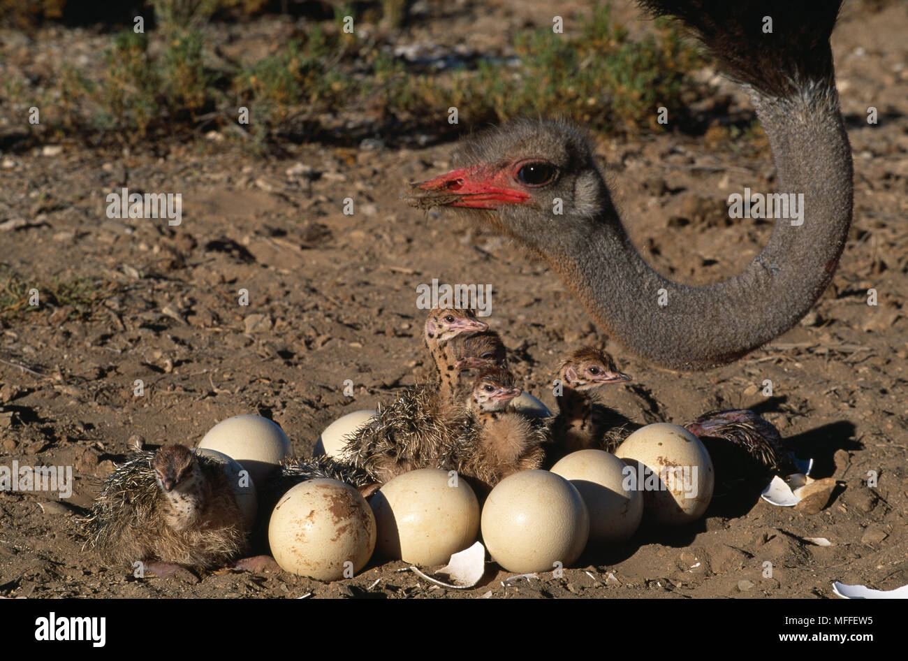 Hatchlings nest chicks group hi-res stock photography and images - Alamy
