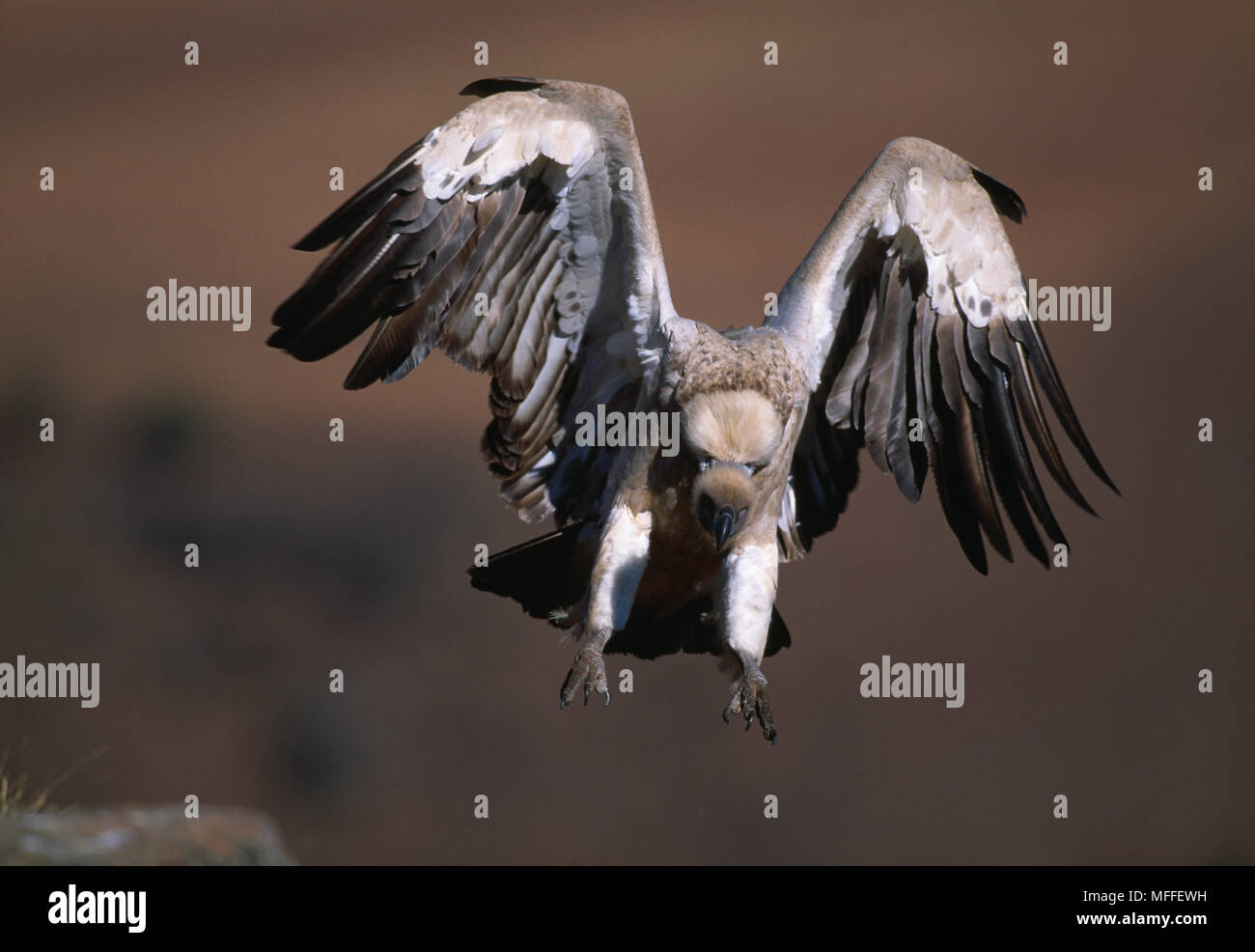 CAPE VULTURE coming in to land Gyps coprotheres Drakensberg Mountains ...