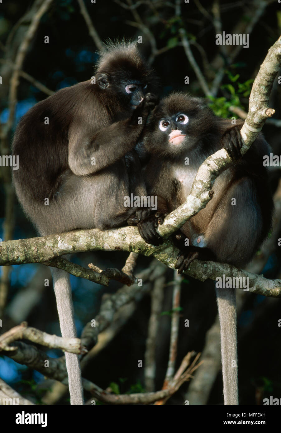 DUSKY LEAF MONKEYS grooming Trachypithecus obscurus or Semnopithecus obscurus Stock Photo - Alamy