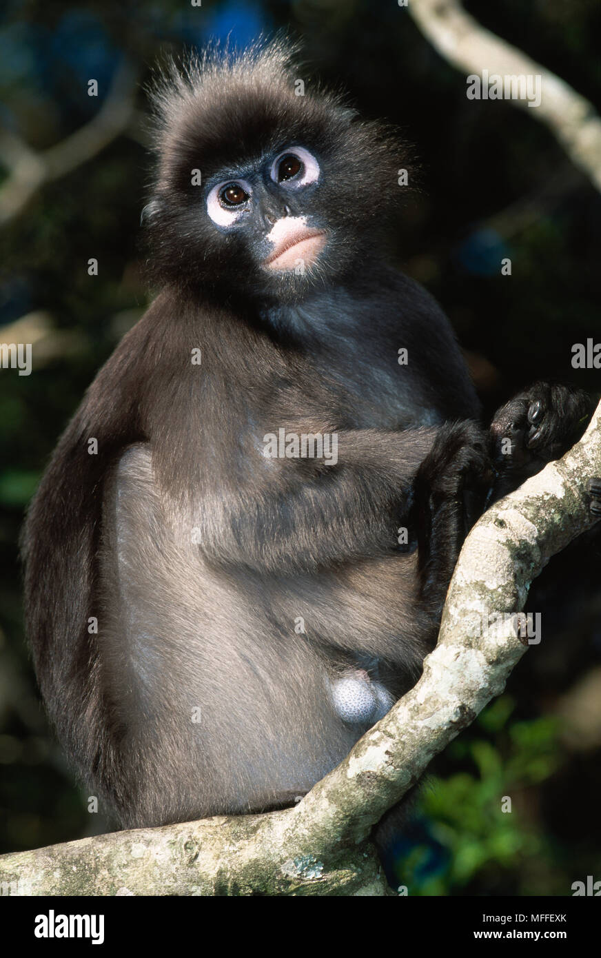 Mha005145a hi-res stock photography and images - Alamy