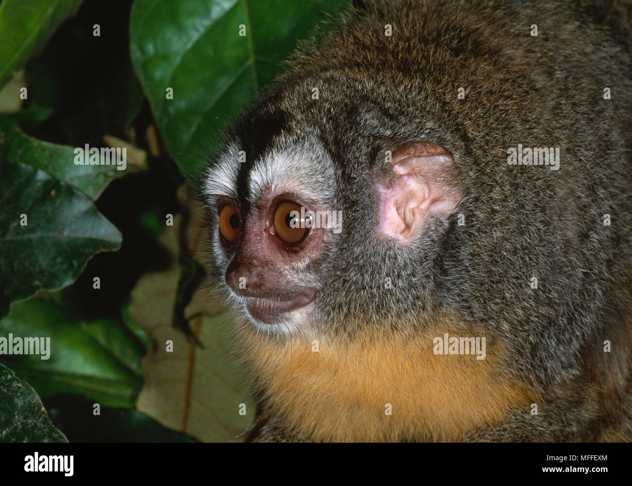 RED-NECKED NIGHT MONKEY Aotus nigriceps head detail South America Stock ...
