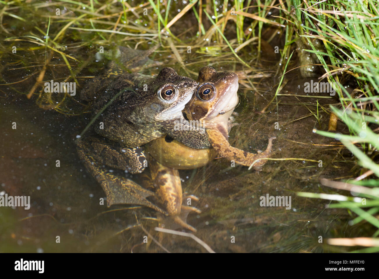 Common Frogs, Rana temporaria, pair in amplexus in pond to spawn, UK ...