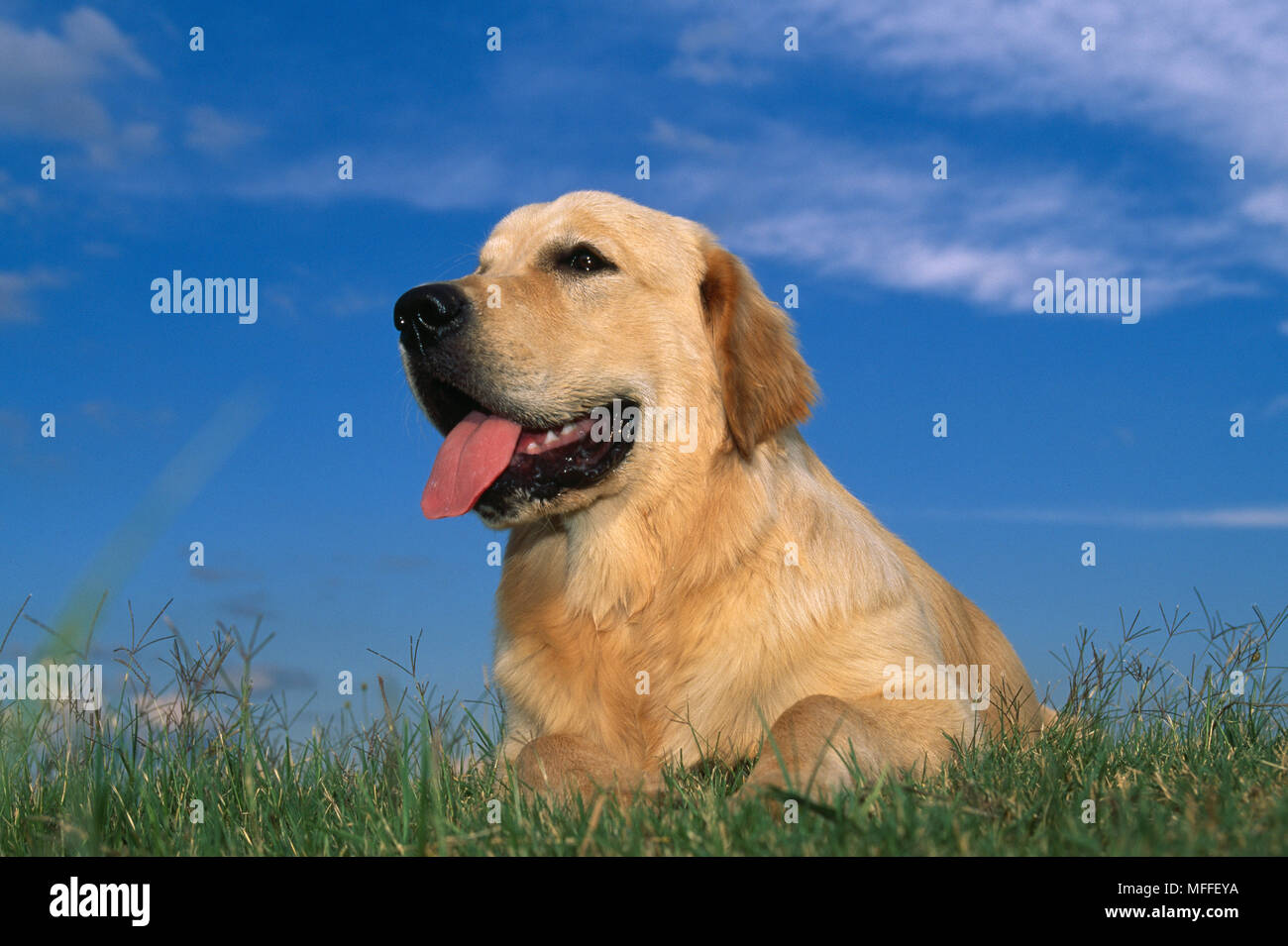 GOLDEN RETRIEVER resting, panting Stock Photo - Alamy