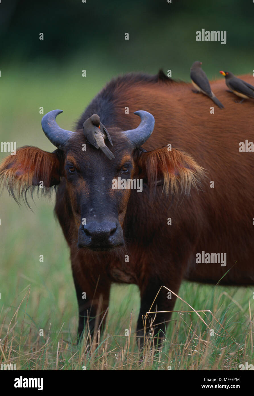 AFRICAN FOREST BUFFALO Syncerus caffer nanus with oxpeckers. Gabon ...