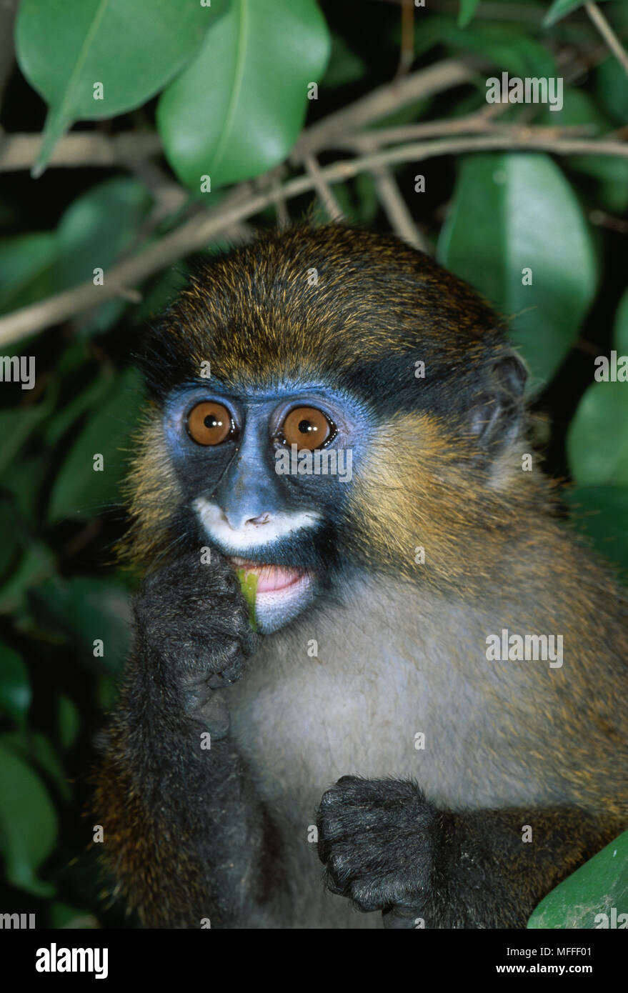 MUSTACHED MONKEY eating Cercopithecus cephus Gabon. Rainforest species ...