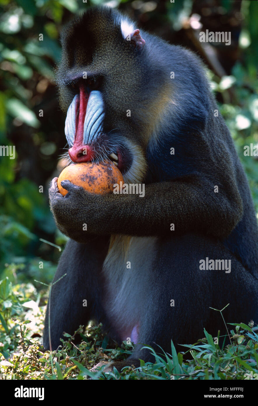 Mandrill papio sphinx hi-res stock photography and images - Alamy