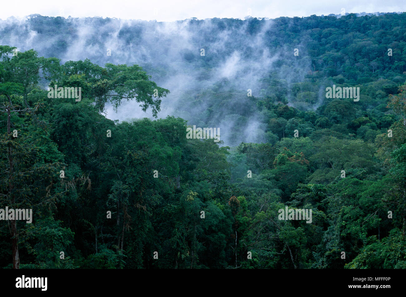 Congo basin rainforest hi-res stock photography and images - Alamy