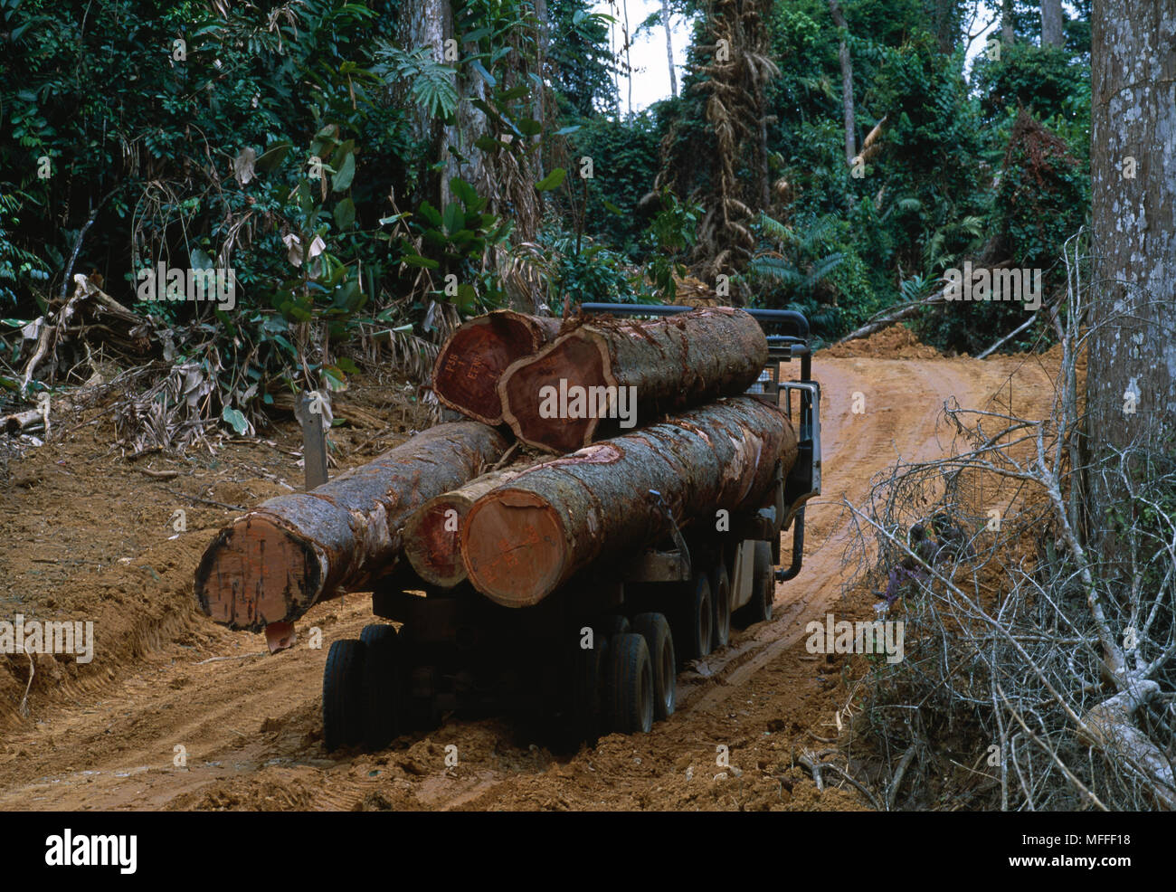 Rainforest logs being hauled out of the forest for export Gabon Stock ...