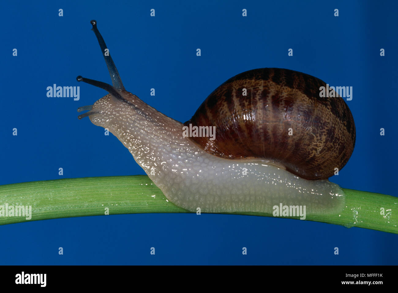 Molluscs in gardens hi-res stock photography and images - Alamy