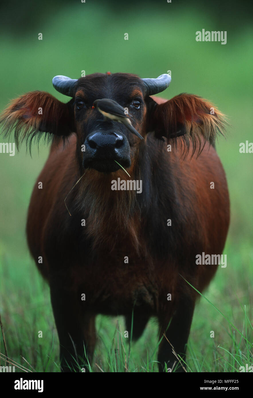African forest buffaloes hi-res stock photography and images - Alamy