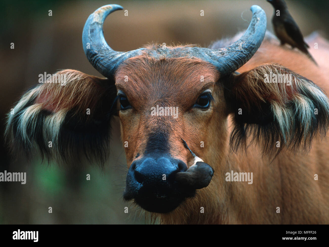 FOREST BUFFALO Syncerus caffer nanus with oxpecker, Gabon Stock Photo ...
