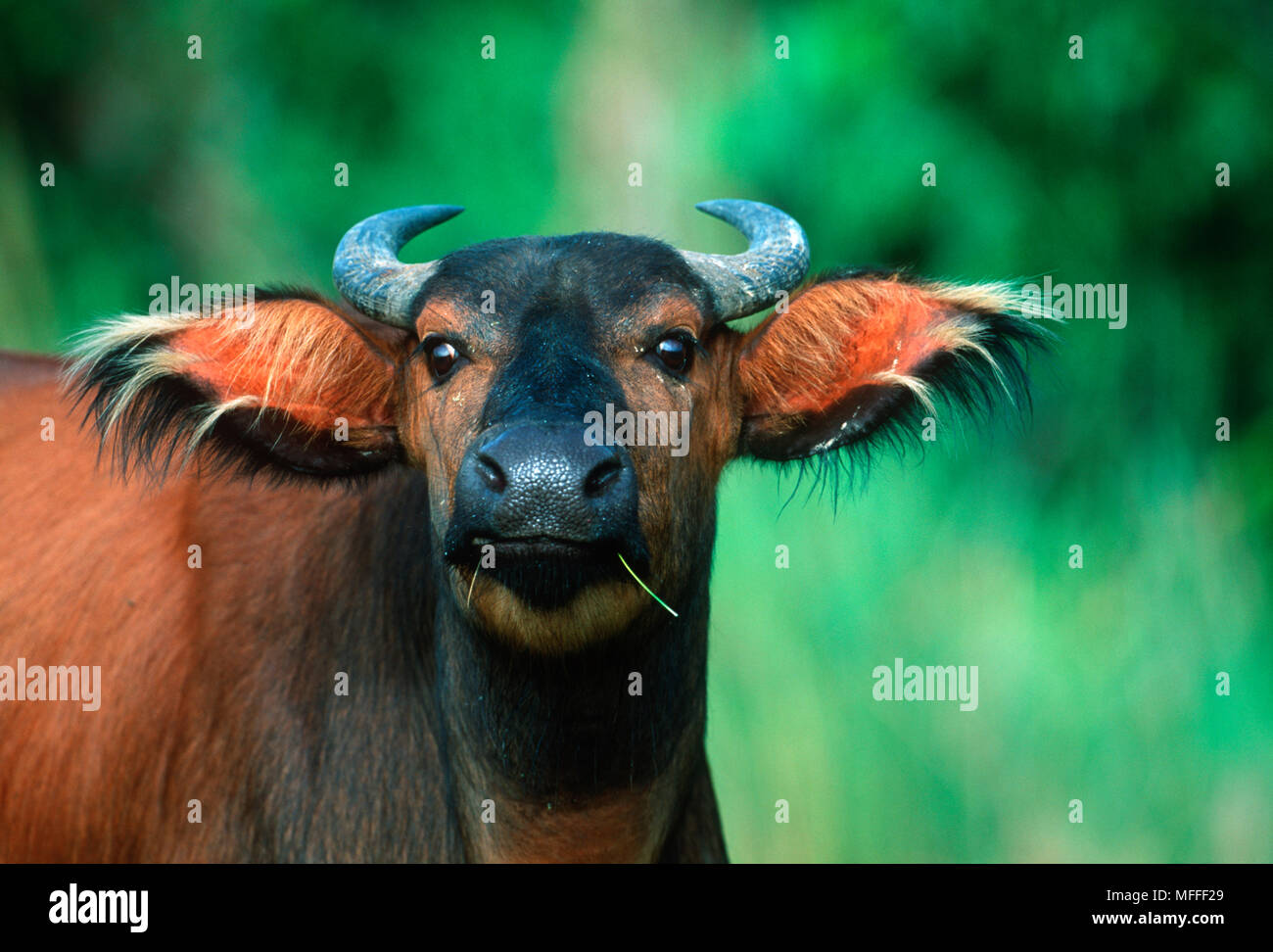 African forest buffaloes hi-res stock photography and images - Alamy