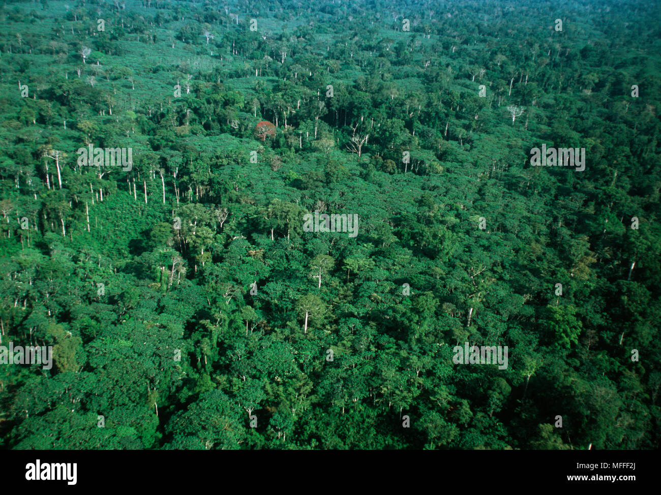 RAINFOREST CANOPY Congo Basin, Gabon Stock Photo - Alamy