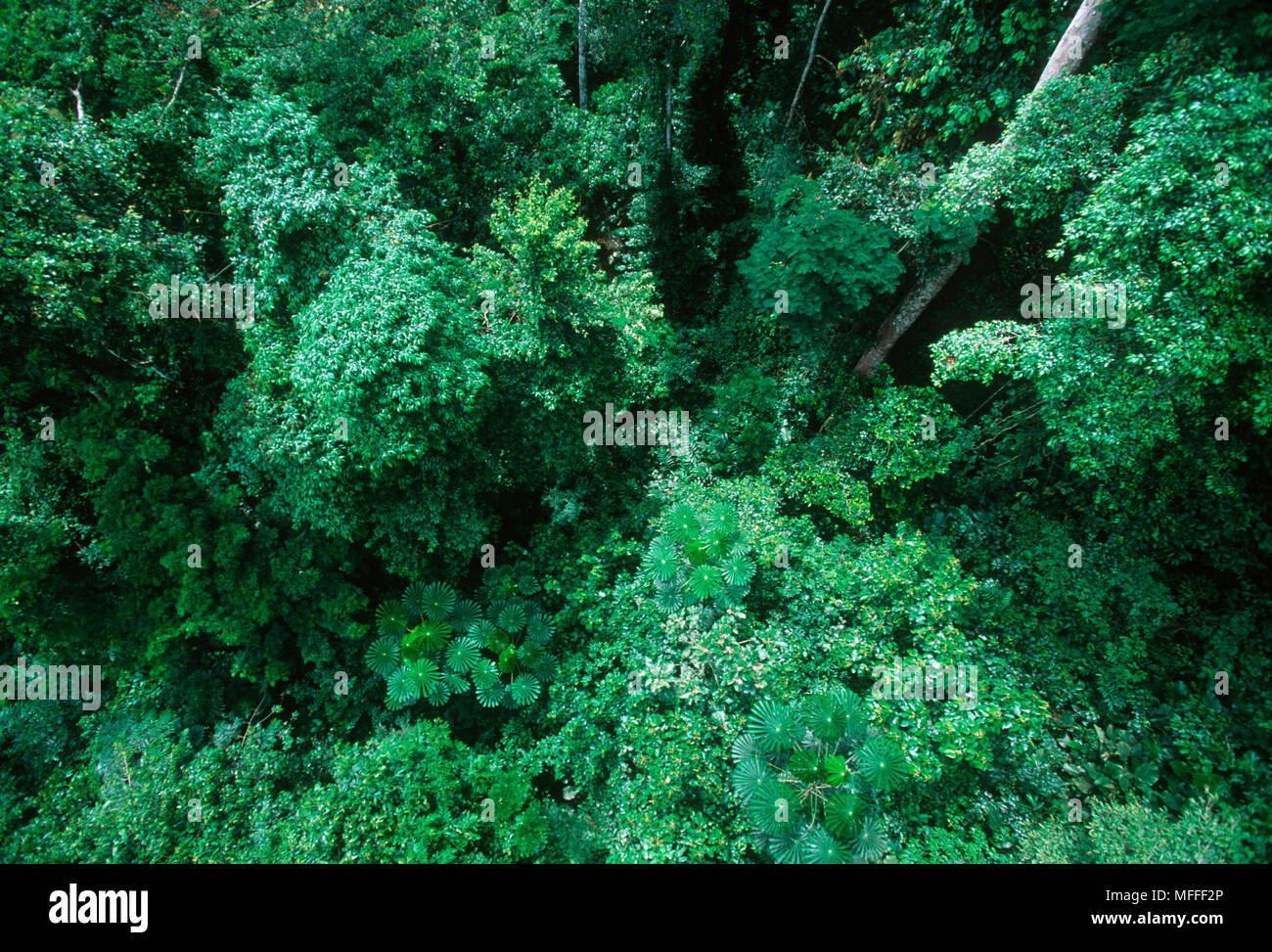 Congo basin rainforest hi-res stock photography and images - Alamy