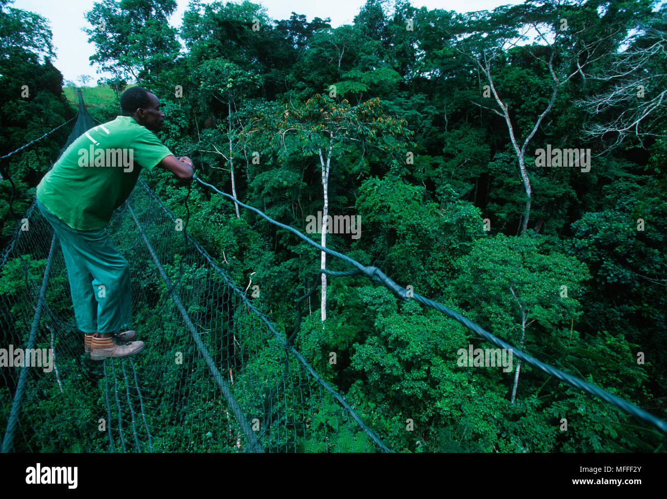 CANOPY WALKWAY over Rainforest, Parc de la Lekedi, Gabon Stock Photo ...