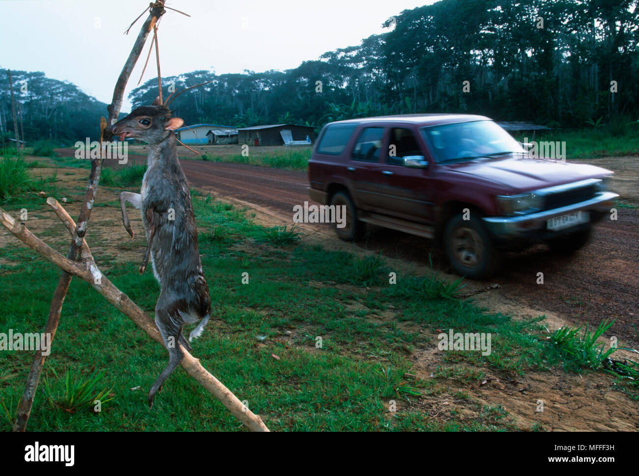 Bushmeat for sale hi-res stock photography and images - Alamy