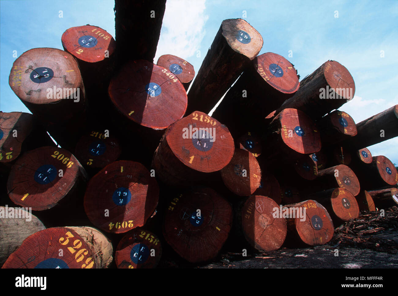 RAINFOREST TIMBER at logging camp in the forest, Gabon Stock Photo - Alamy