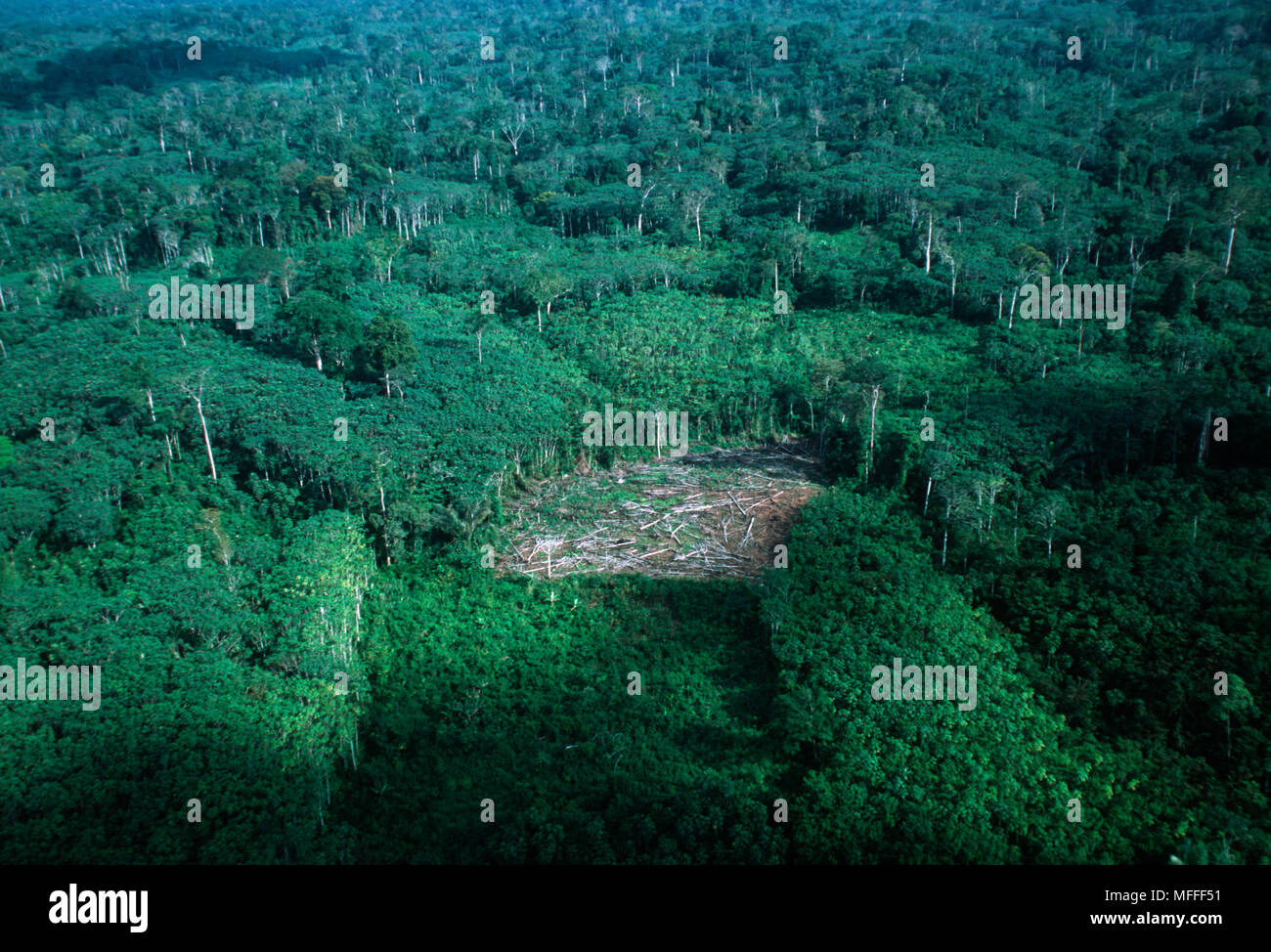 RAINFOREST FARMING clearing in rainforest for subsistence farming ...