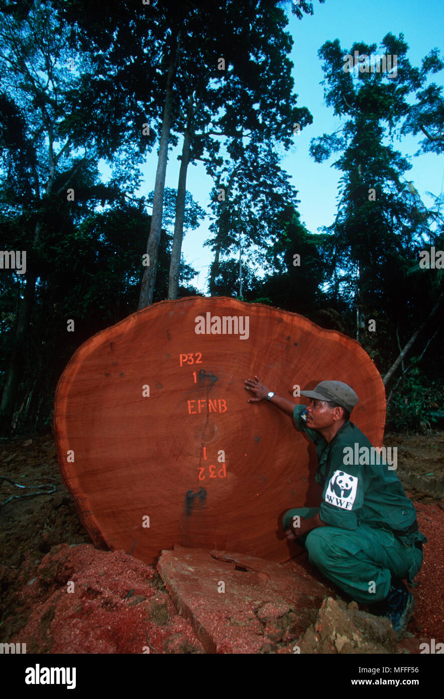 WWF International staff monitoring logging operations in Gabon Stock ...