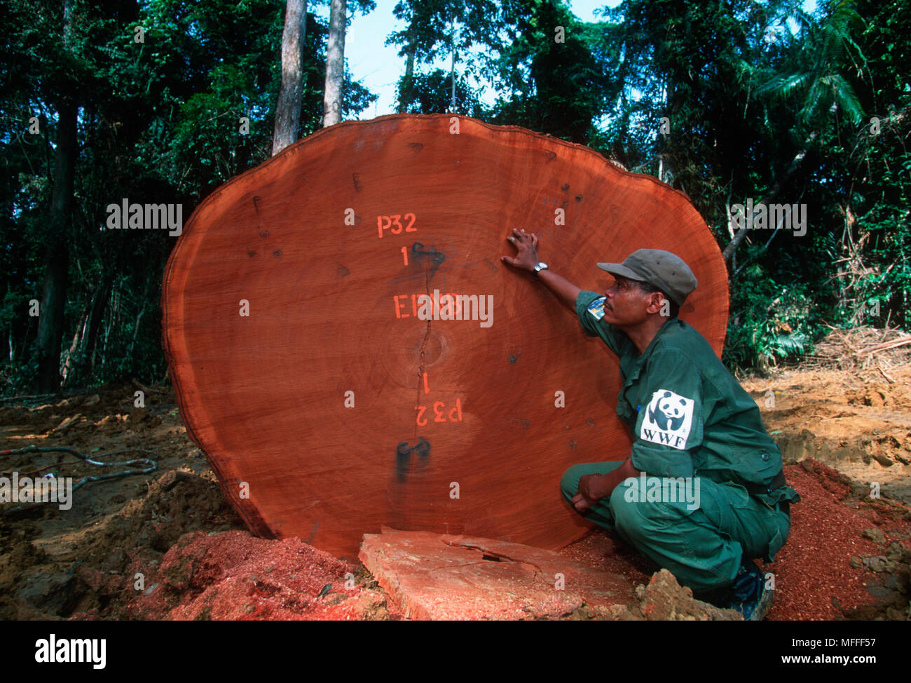 WWF International staff monitoring logging operations in Gabon Stock ...