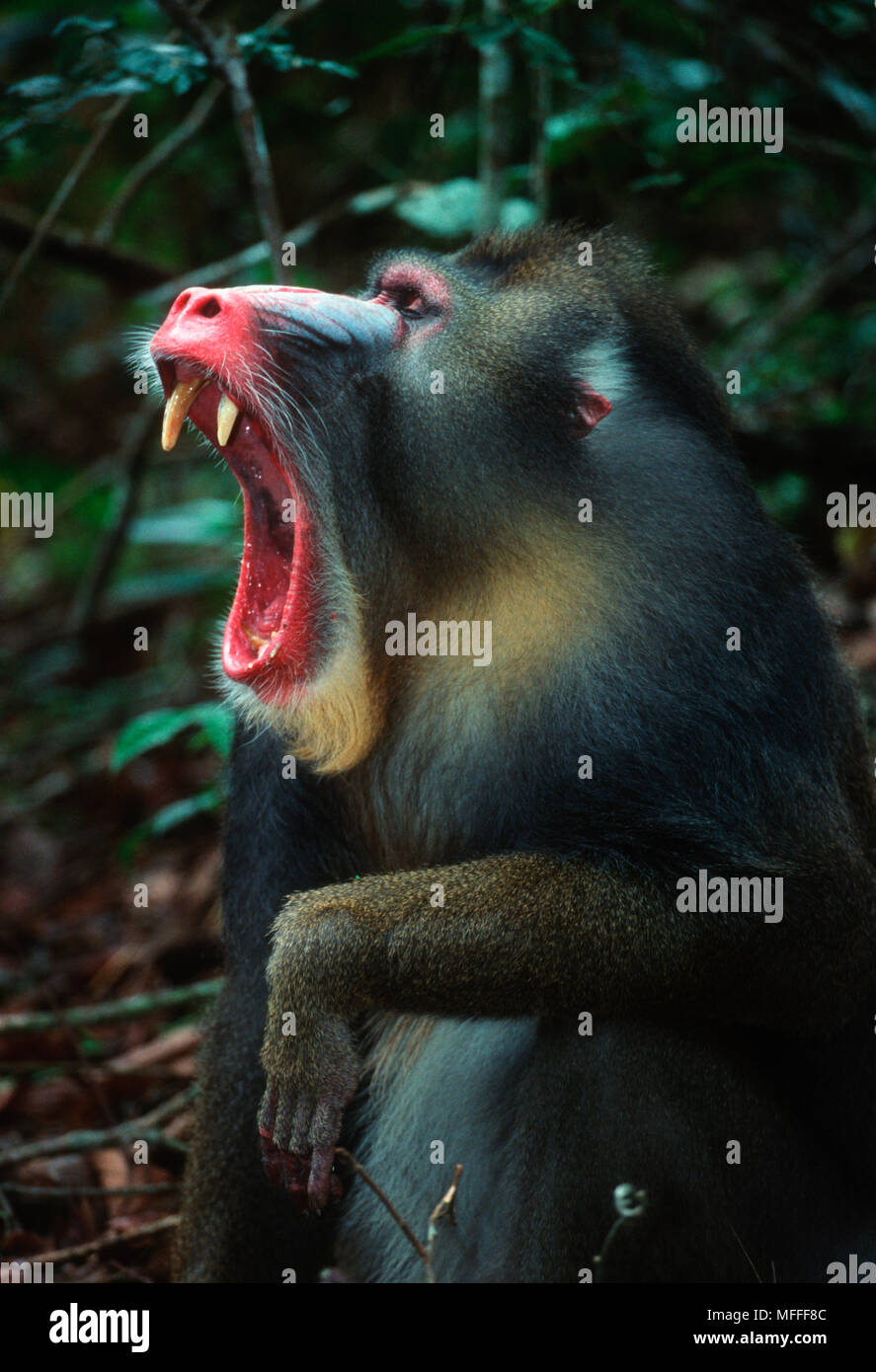 MANDRILL male yawning Mandrillus sphinx Endangered. Cameroon and Gabon ...