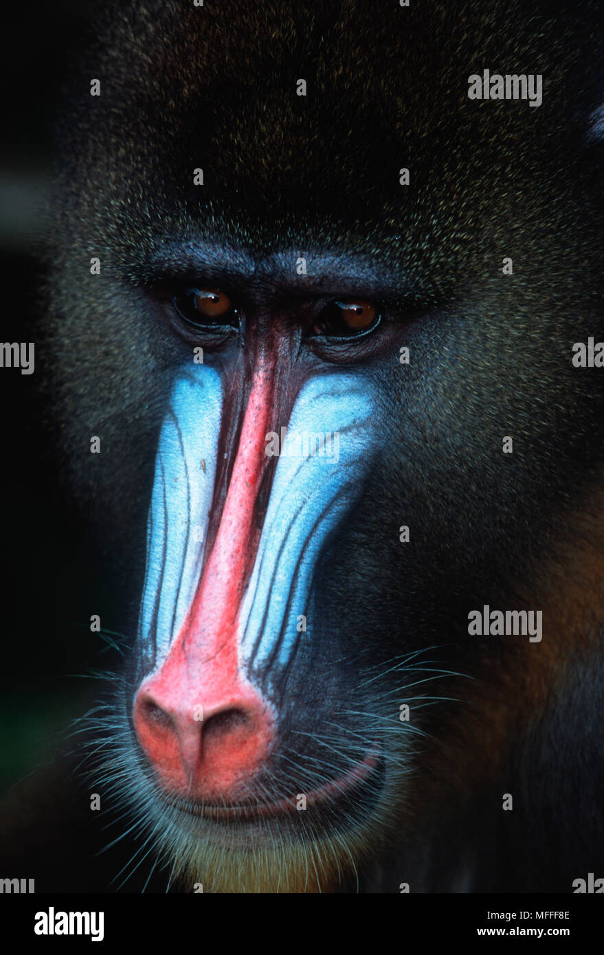MANDRILL Mandrillus sphinx Endangered. Camaroon and Gabon Stock Photo ...