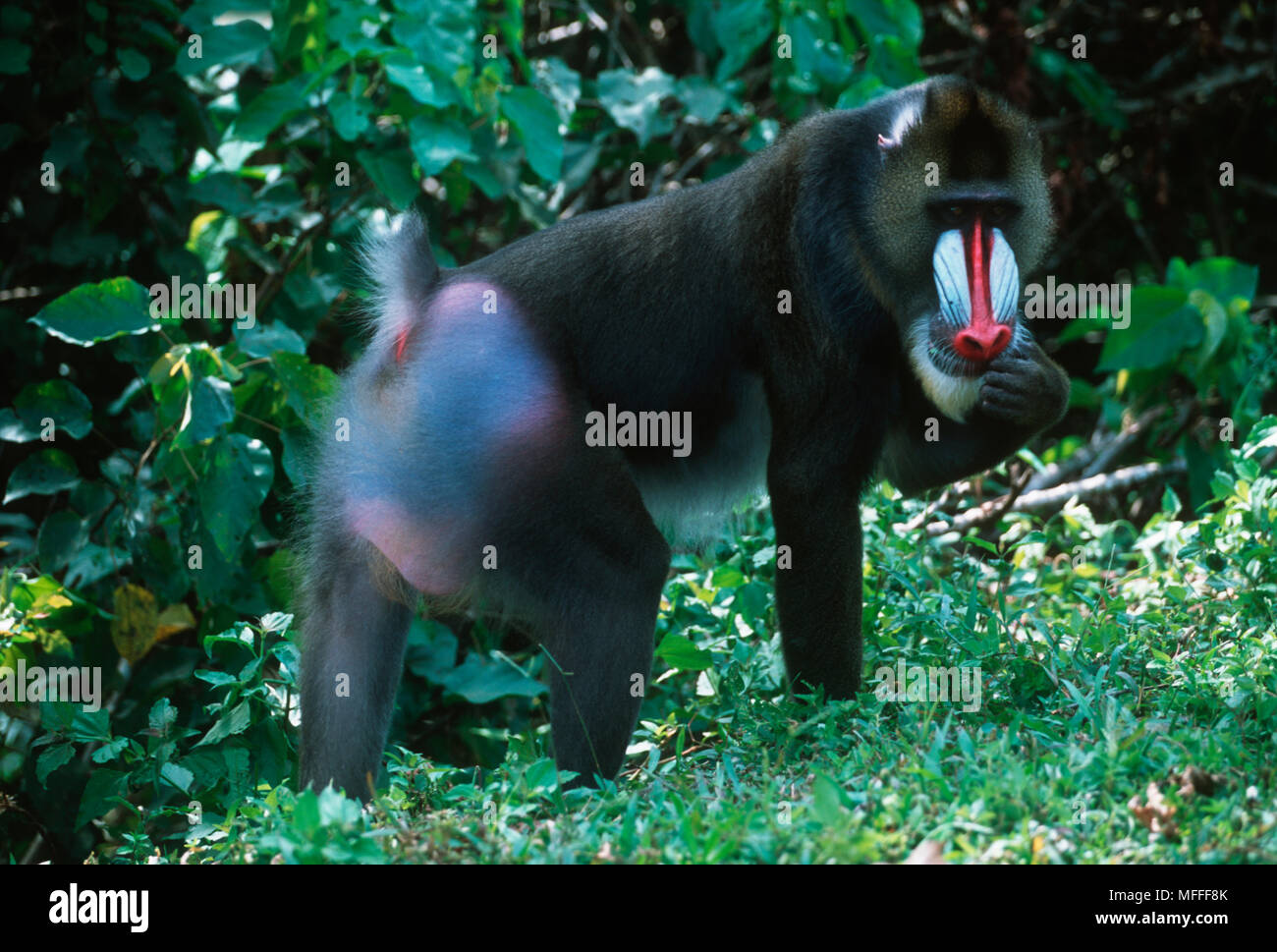 MANDRILL Mandrillus sphinx Endangered. Camaroon and Gabon Stock Photo ...