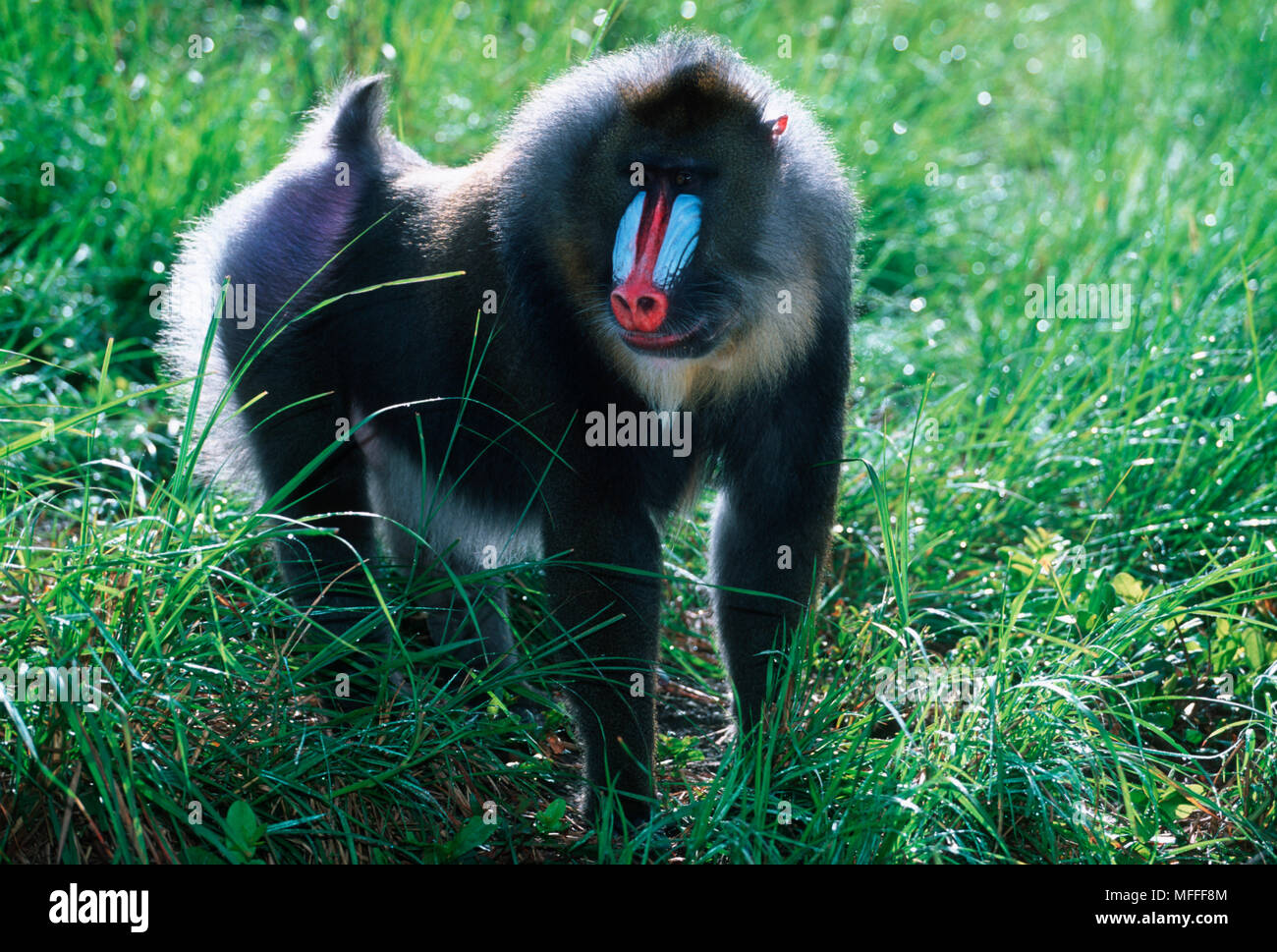 MANDRILL Mandrillus sphinx Endangered. Camaroon and Gabon Stock Photo ...