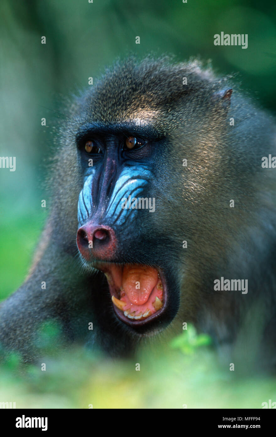 MANDRILL Mandrillus sphinx Endangered. Camaroon and Gabon Stock Photo ...